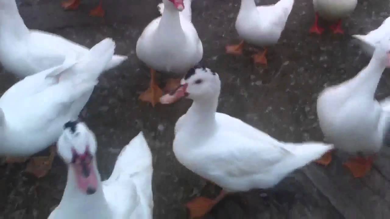 El terrorífico asalto de los patos asesinos - YouTube