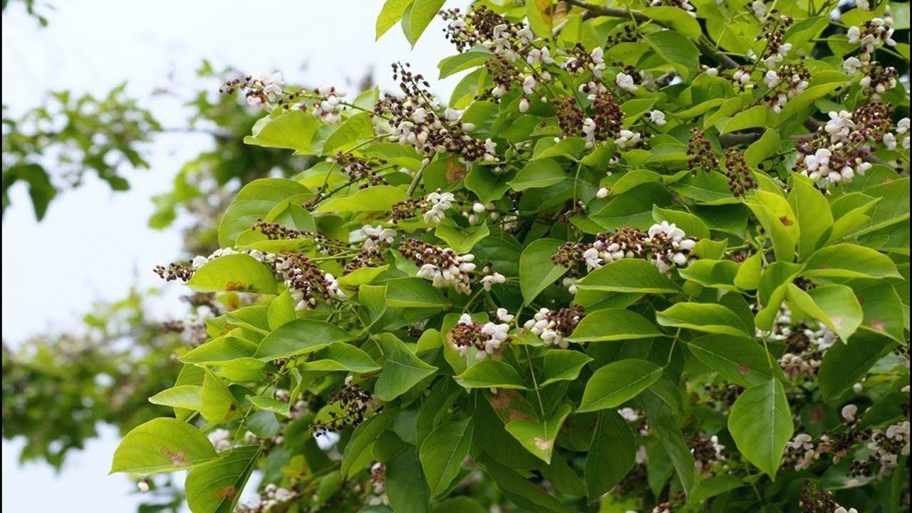 రోడ్డు పక్కన కనిపించే ఈ పూలు చేసే మేలు తెలిస్తే అస్సలు చిన్న చూపు చూడరు ...