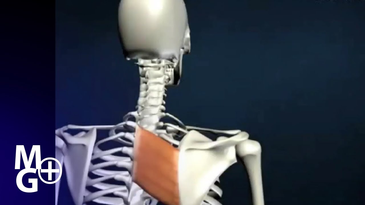 Muschiul Romboid Mare (Origine, inserție, raporturi, inervație și ...