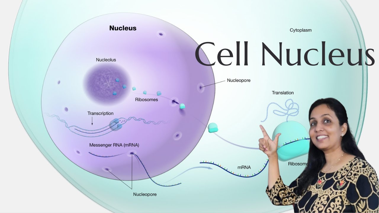 Cell Nucleus | Class 9|Biology - YouTube