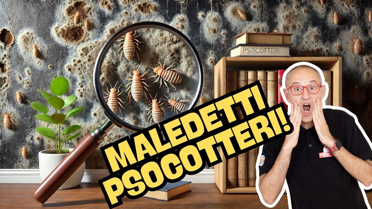 Psocotteri, gli insetti della muffa e dell’umidità - YouTube