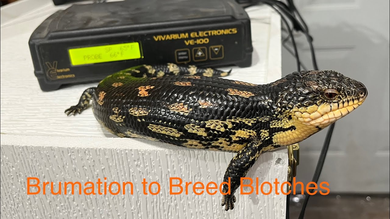 Brumating to breed Blotched Blue Tongues and other species that require ...