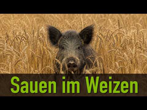 Sauen im Weizen - ein Berufsjäger zeigt wie er jagt