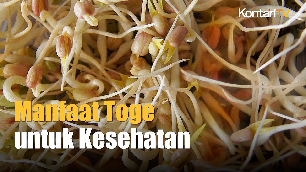 Manfaat Toge Bisa Kurangi Kanker & Kontrol Gula Darah - YouTube