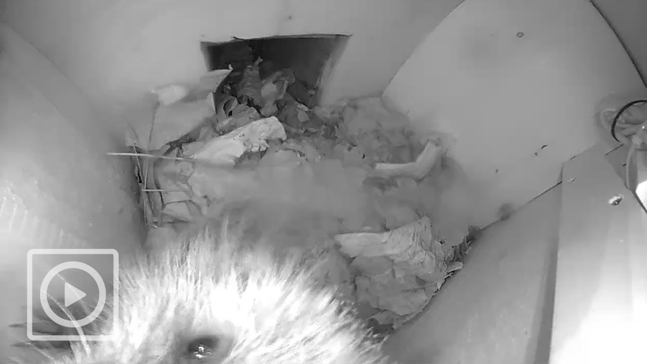 Egel maakt camera schoon | #EGELHUIS1 - YouTube