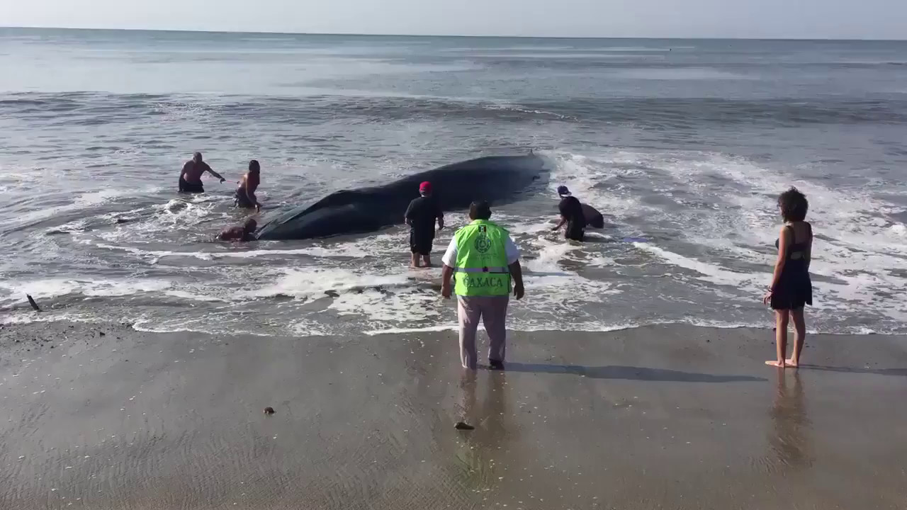 Ballena varada en playa de Oaxaca - YouTube