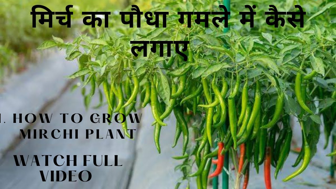 मिर्च का पौधा गमले में कैसे लगाए || how to grow chilli mirchi plant 🪴 ...