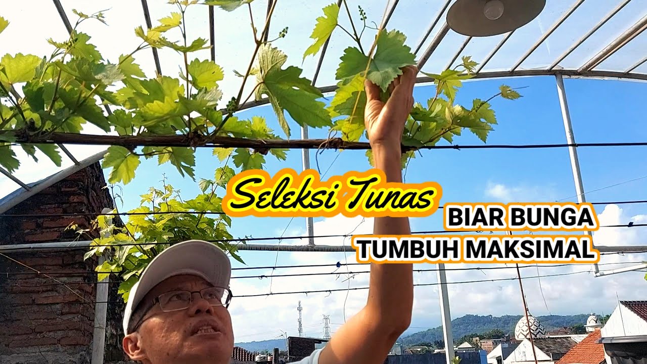 SELEKSI TUNAS AGAR BUNGA ANGGUR TUMBUH MAKSIMAL |Tanam Anggur dalam Pot ...