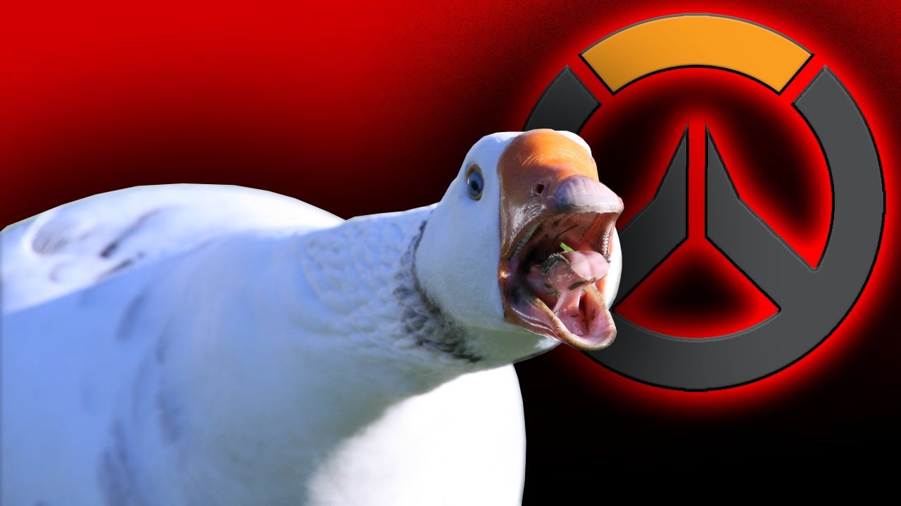 Desktop Goose Plays Overwatch - YouTube