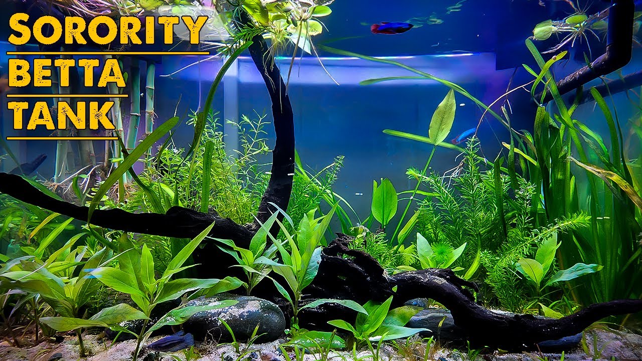 Betta fish community fish tank | 20 Gallons Fish Tank - YouTube