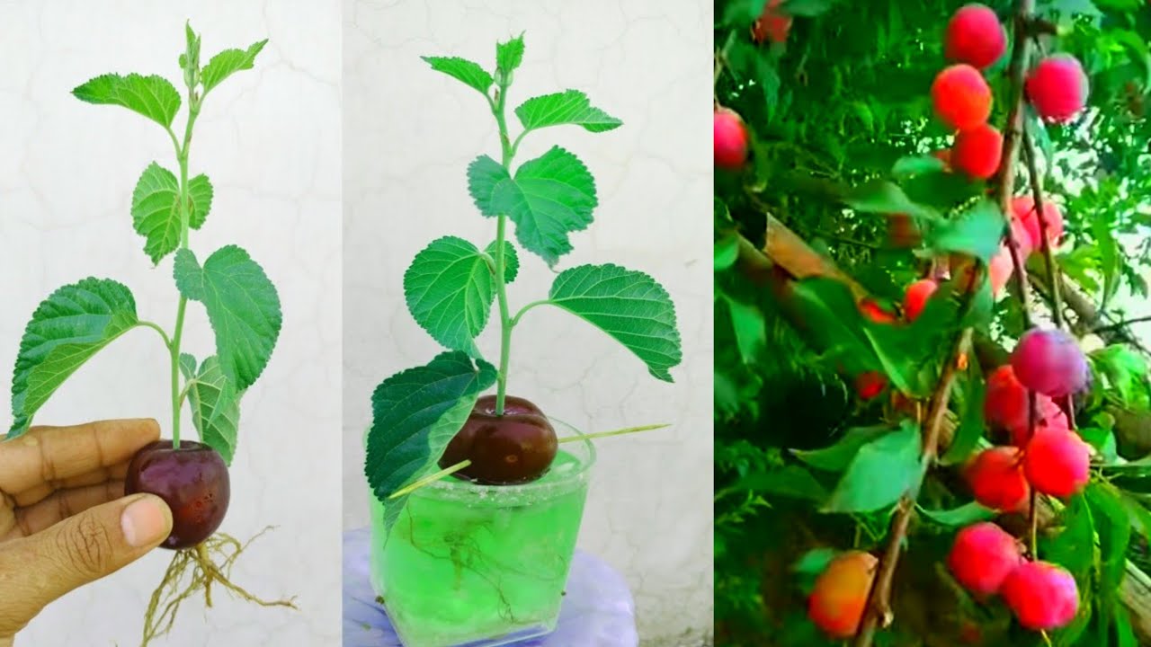 How to grow plum tree from seeds at home | grow Allu Bukhara from seeds ...