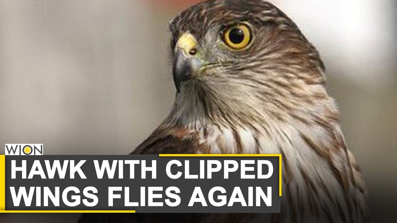 Artificial wings help hawk fly again | Operation Hawk lasted for over 2 ...