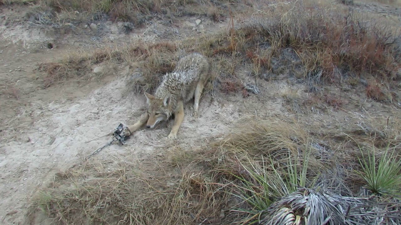 First coyote of 2017-2018 season - YouTube