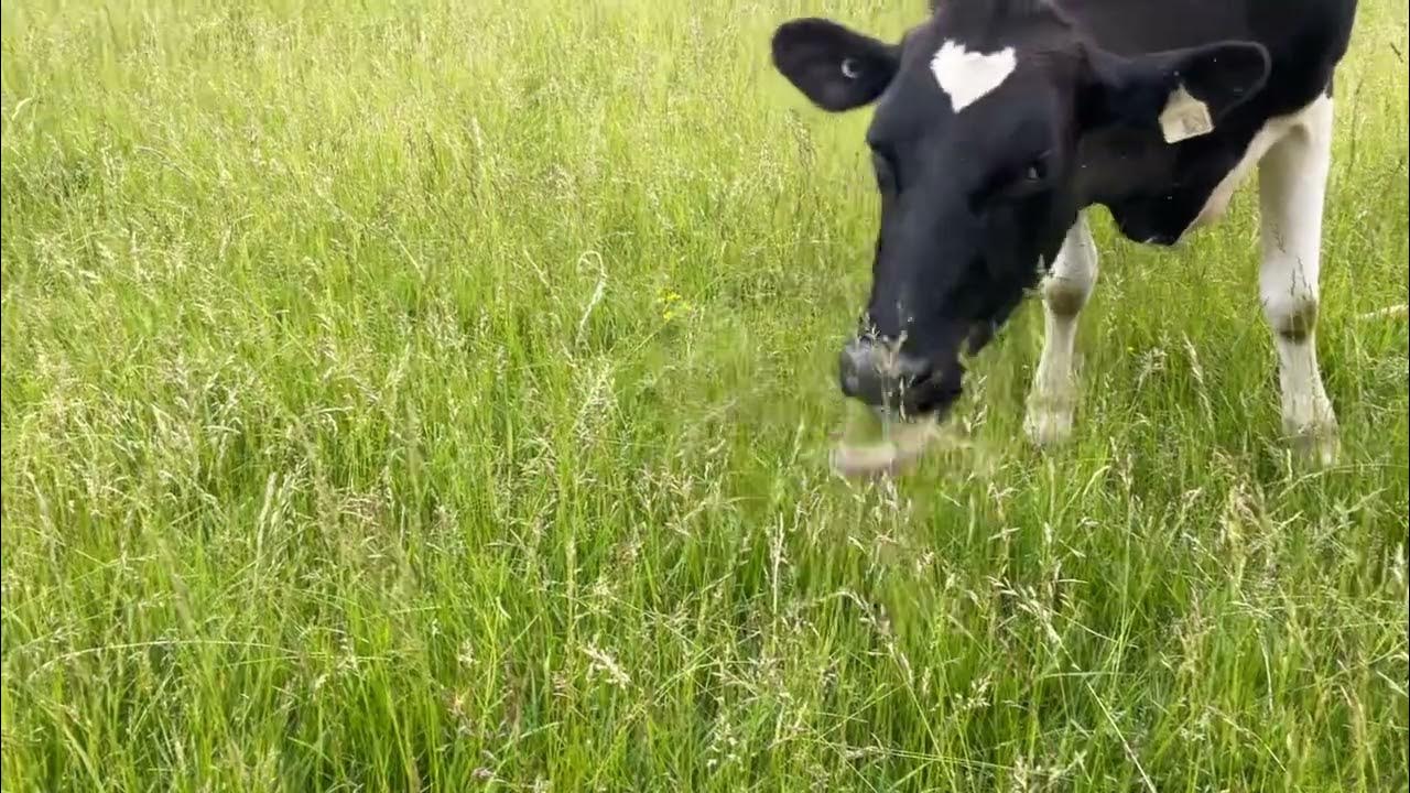🐄 cows - YouTube