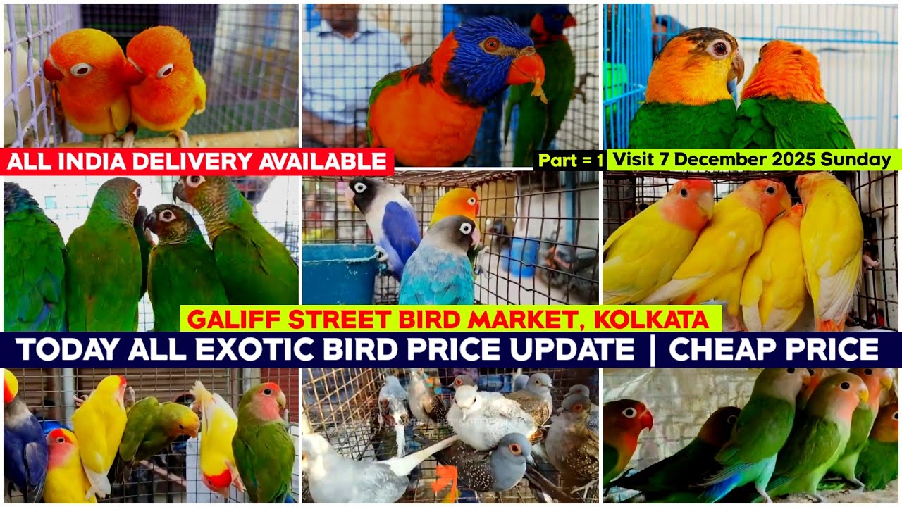 Kolkata Bird Market | Exotic Bird Price Update | Galiff Street Pet ...