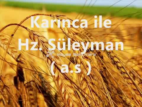 Karınca ile Hz.Süleyman(a.s)