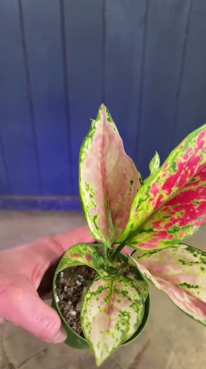 FLOWER🌹🌹🌹FLOWER АГЛАОНЕМА 🌹РУБИ. РЕД - YouTube