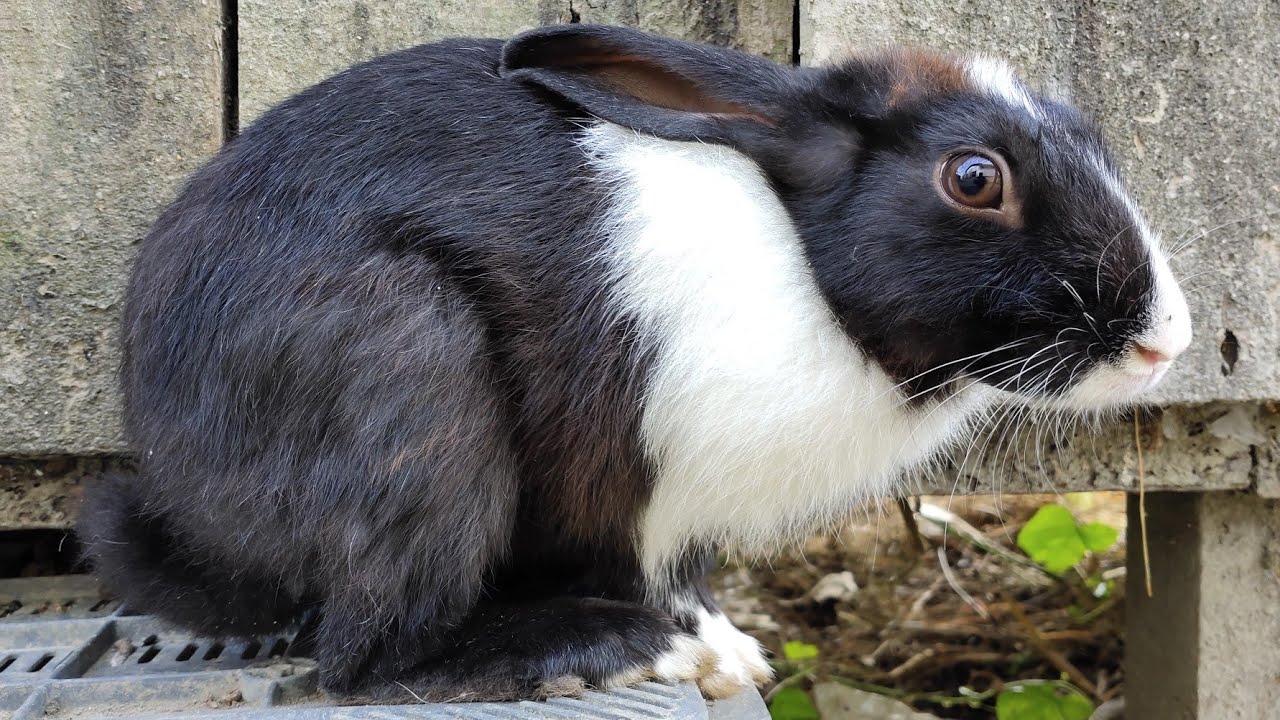 Khargosh Pakadne Ka Tarika - YouTube