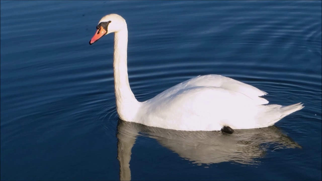 Grbavi labud - Cygnus olor (Gmelin, 1789) - YouTube