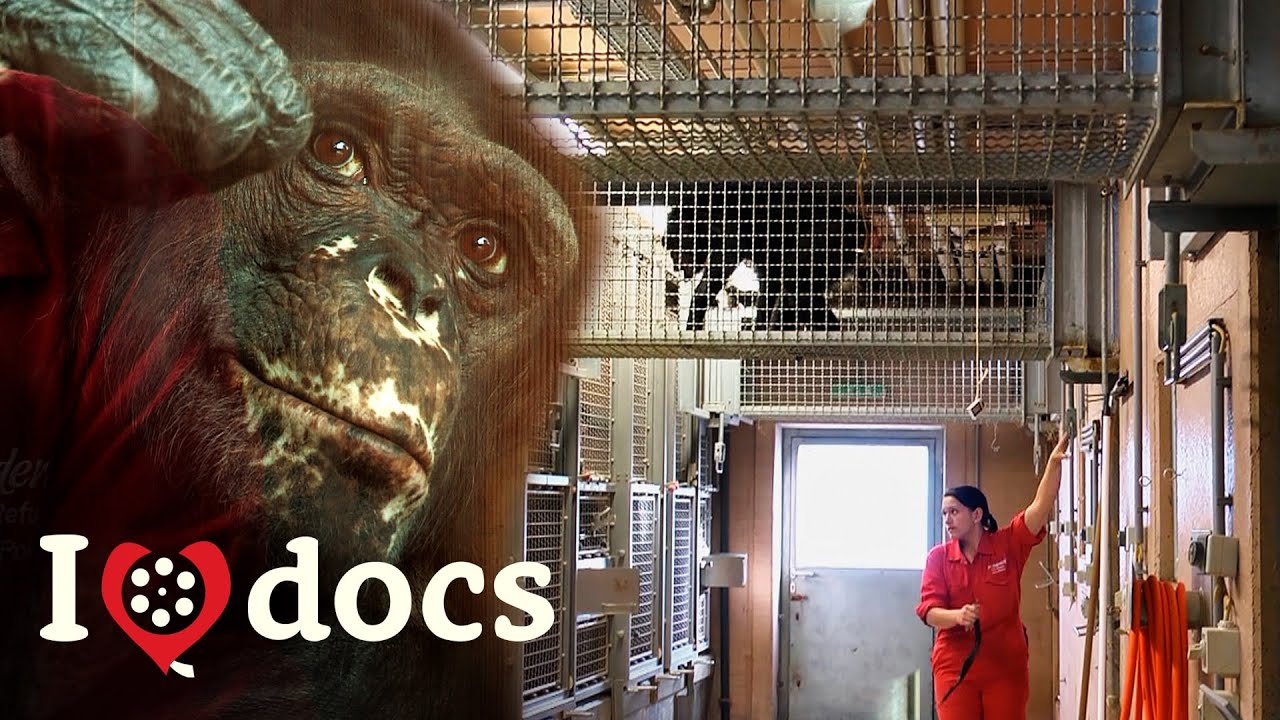 In the Midst of Humans - Rehabilitating Apes - YouTube