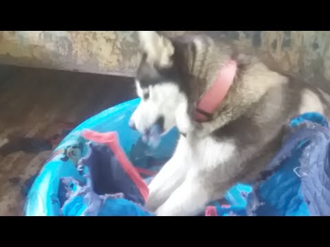 Husky Dog Giving Birth World Record Mushing Dog Sarah - YouTube