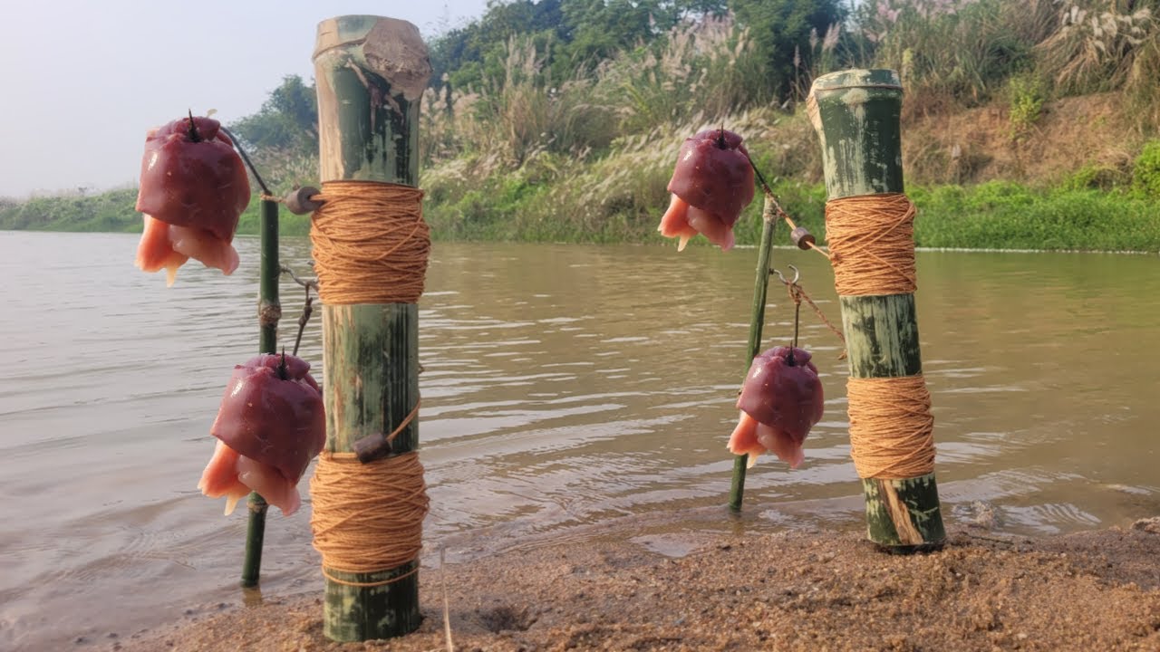 Automatic puller fishing trap Strong fish pulling weaker fish to river ...