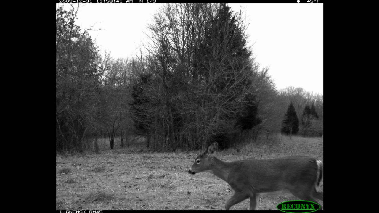 Reconyx RM45 samples - YouTube