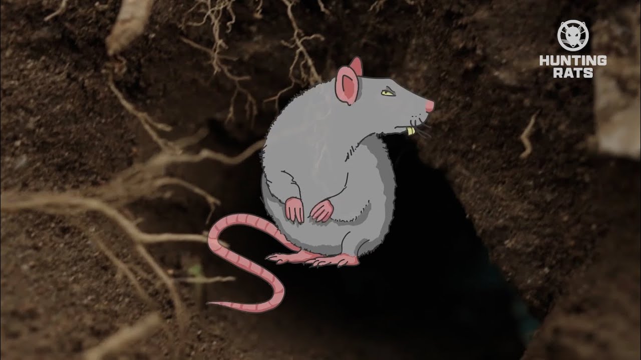 Rodent Menace: Four Ds of Rat Mitigation - YouTube