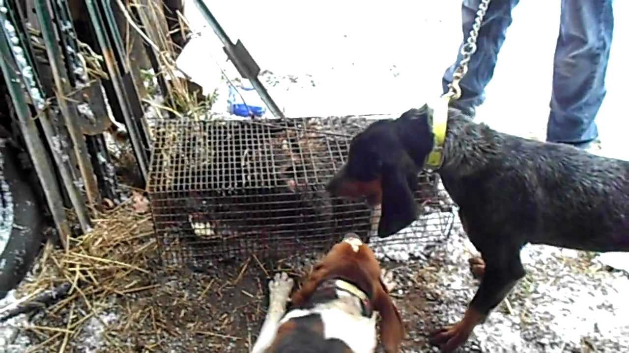 Coonhound Training (Sadie Bluetick Pup) - YouTube