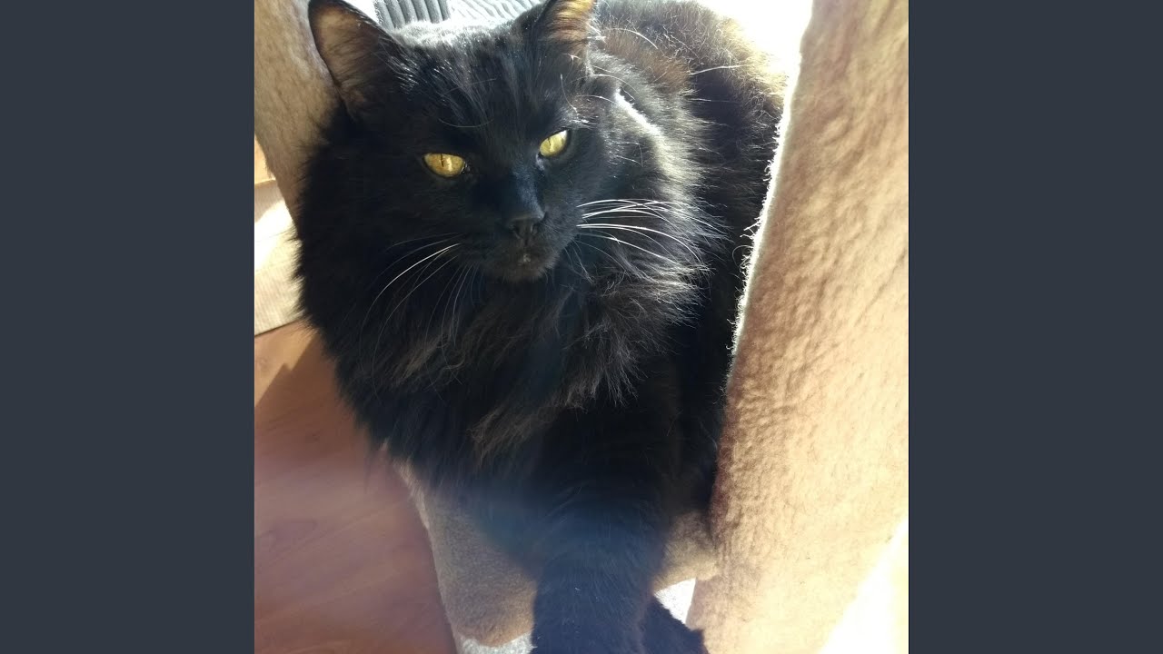 Pachelbel's Canon Remix - YouTube