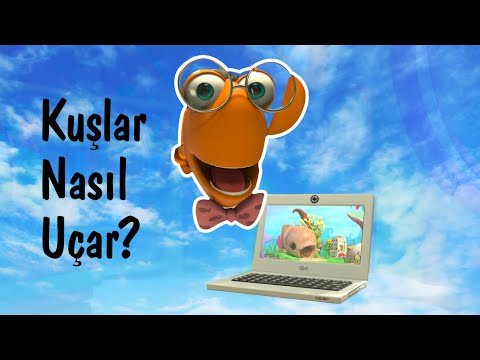 Profesör Balık Cevaplıyor: Kuşlar Nasıl Uçar?