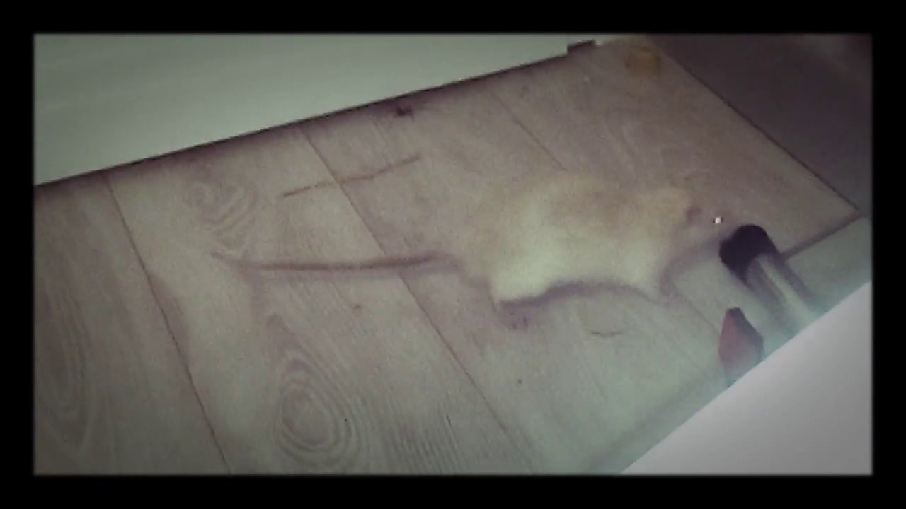 Rat vs Spider - YouTube