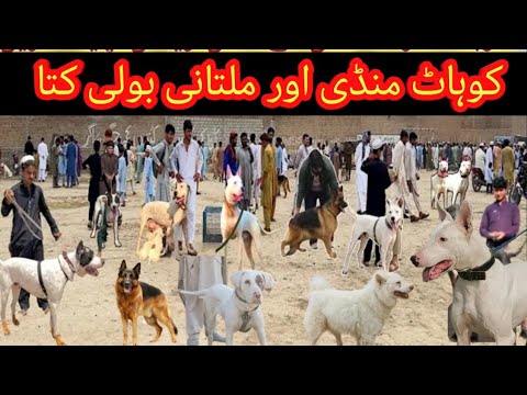 Pakistani famous dog mandi|English pointer, shakari dog, #bullydog ...