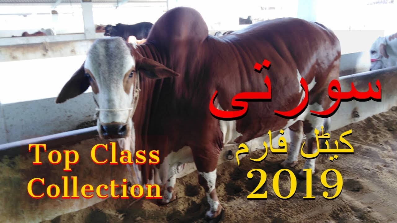 Surti Cattle Farm Collection for Bakra EID 2019 - YouTube