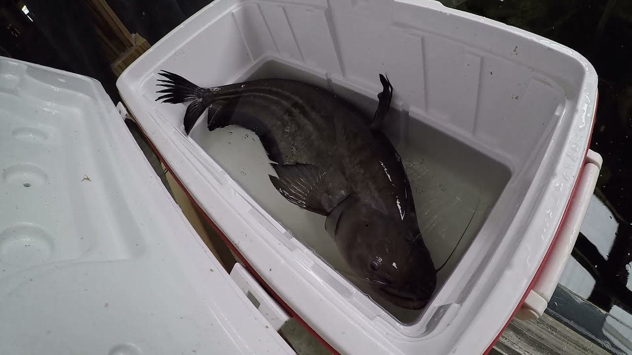 Upgrade to 25K gal / 100K liter: 6x giraffe catfish, 2x knives, 1x ...