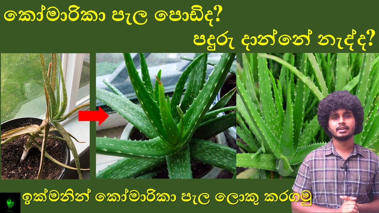 ඉක්මනින් කෝමාරිකා පැල ලොකුකරගමු | How to grow Aloe Vera in Sinhala ...