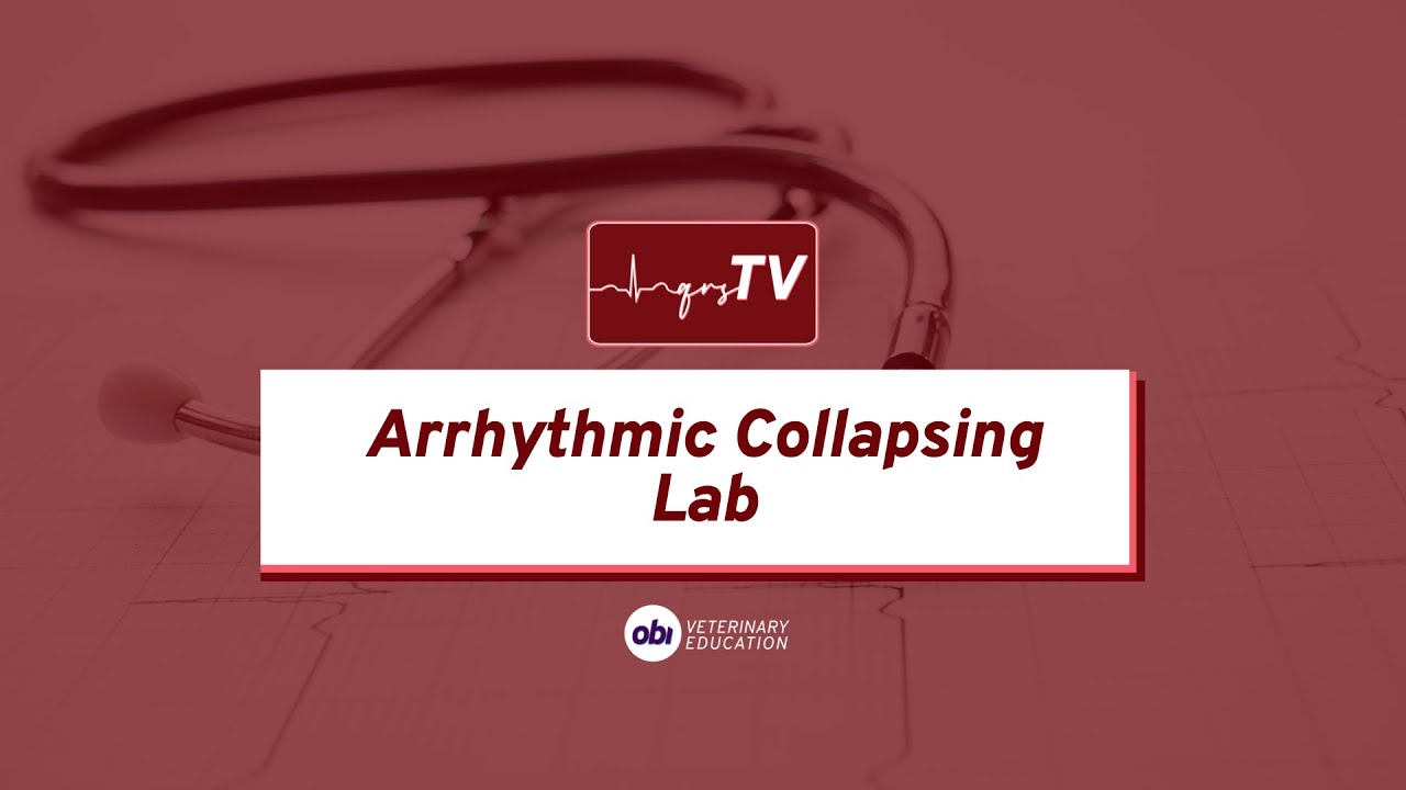 Arrhythmic Collapsing Lab - qrsTV - Veterinary ECG Explained - YouTube