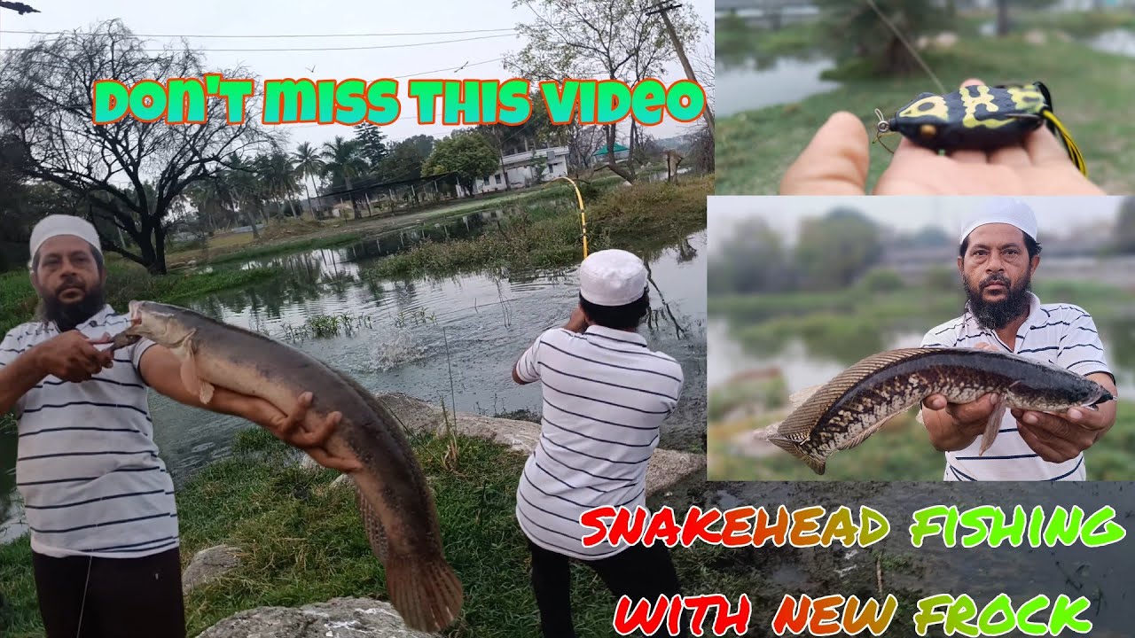fishing in small lake | fishing for giant snakehead fish | life attack action moment | I can't ...