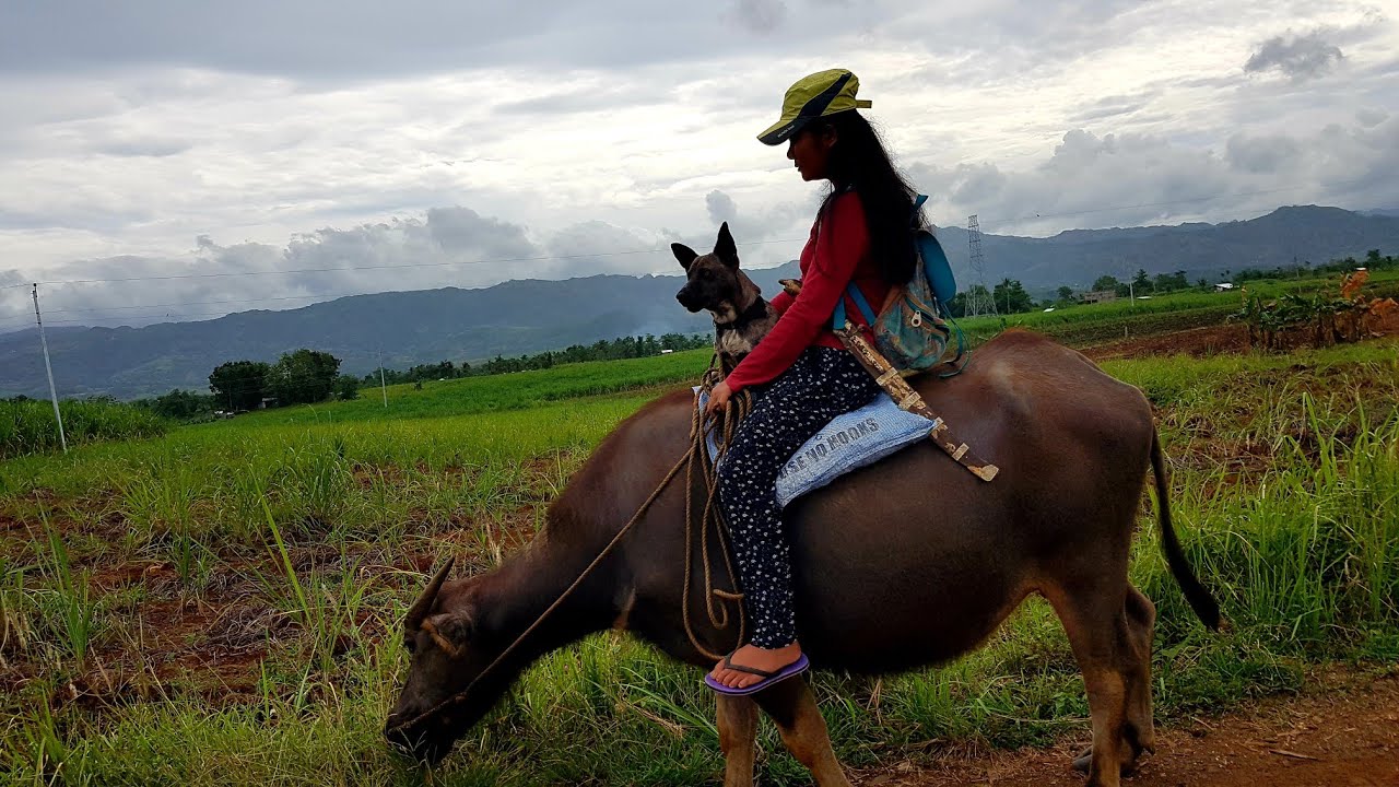 Riding CARABAO with our Dog Putchi Going to our Sugarcane field - YouTube