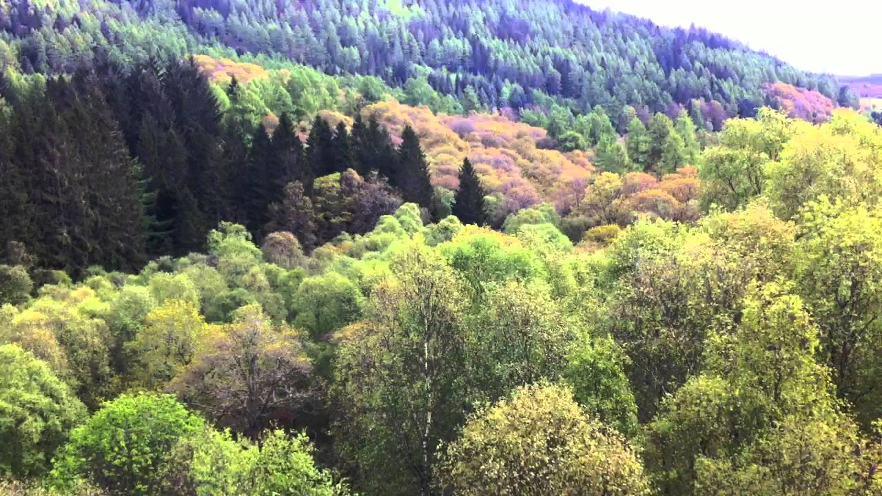 Go Ape longest zip line in UK Aberfoyle 426m (HD) - YouTube