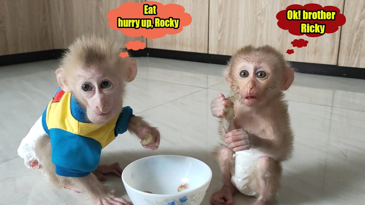 Monkey Rocky and Ricky demanded to open the refrigerator for food and ...