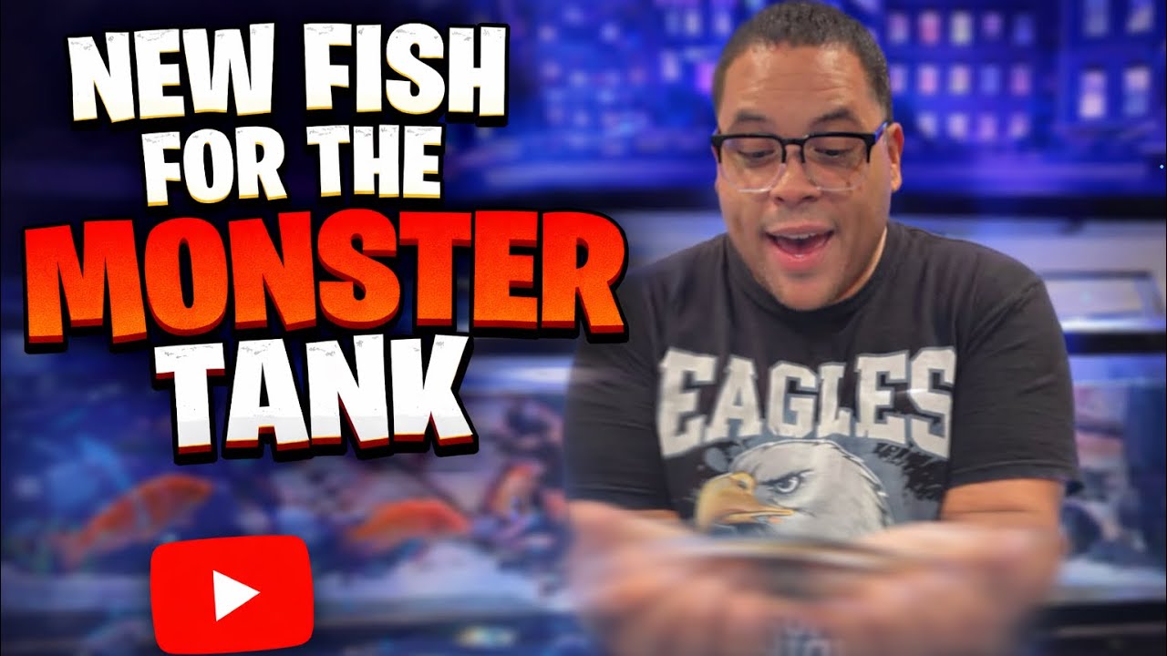 Adding New Giant Fish to my 150 gallon monster tank - YouTube