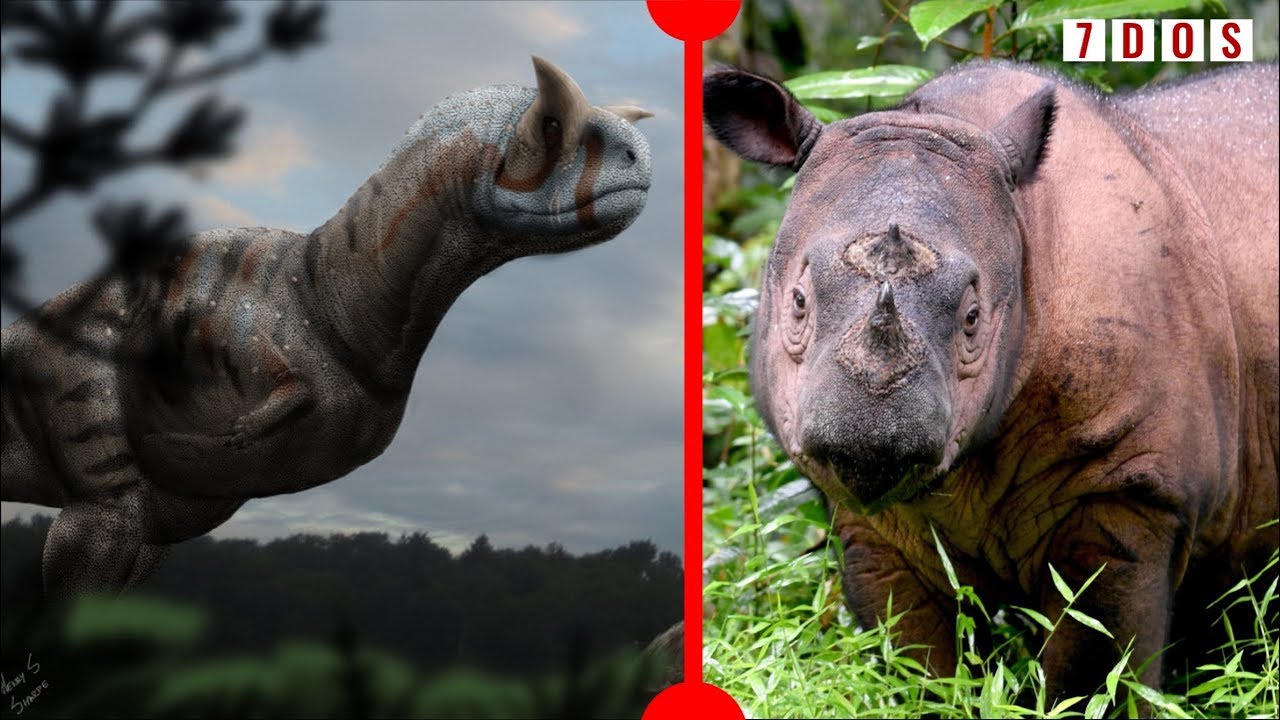 The Brain of Carnotaurus & Last Malaysian Sumatran Rhino Dies - 7 Days ...