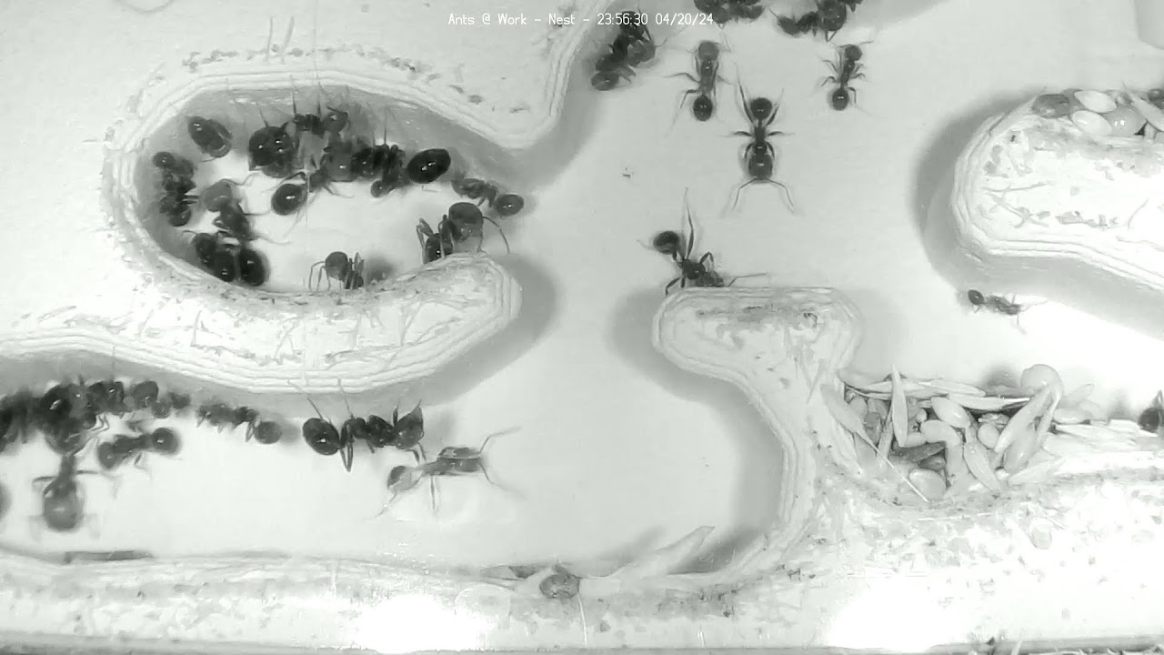 🔴 Ants at Work - Nest - Day 1275, Messor Barbarus Ants Live Webcam, Ant ...