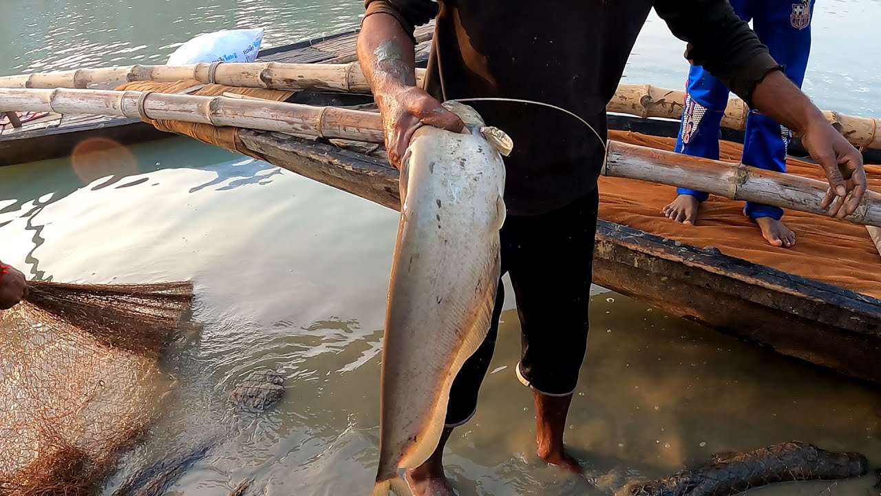 আত্রাই নদীর বিশাল বোয়াল মাছ | Huge boiled fish of Atrai river - YouTube