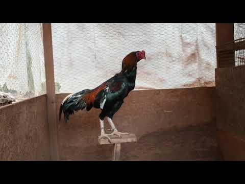 NOOB QAIB EJ - YouTube