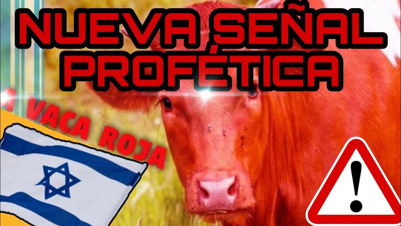 NUEVA SEÑAL PROFÉTICA, APARICIÓN DE LA VACA ROJA EN LA NACIÓN DE ISRAEL. EL FIN SE ACERCA - YouTube