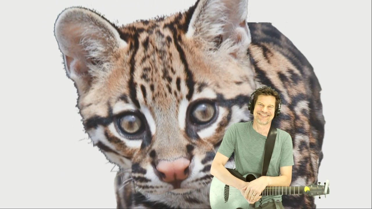 Ocelot Song (Live Streamed!!) - YouTube