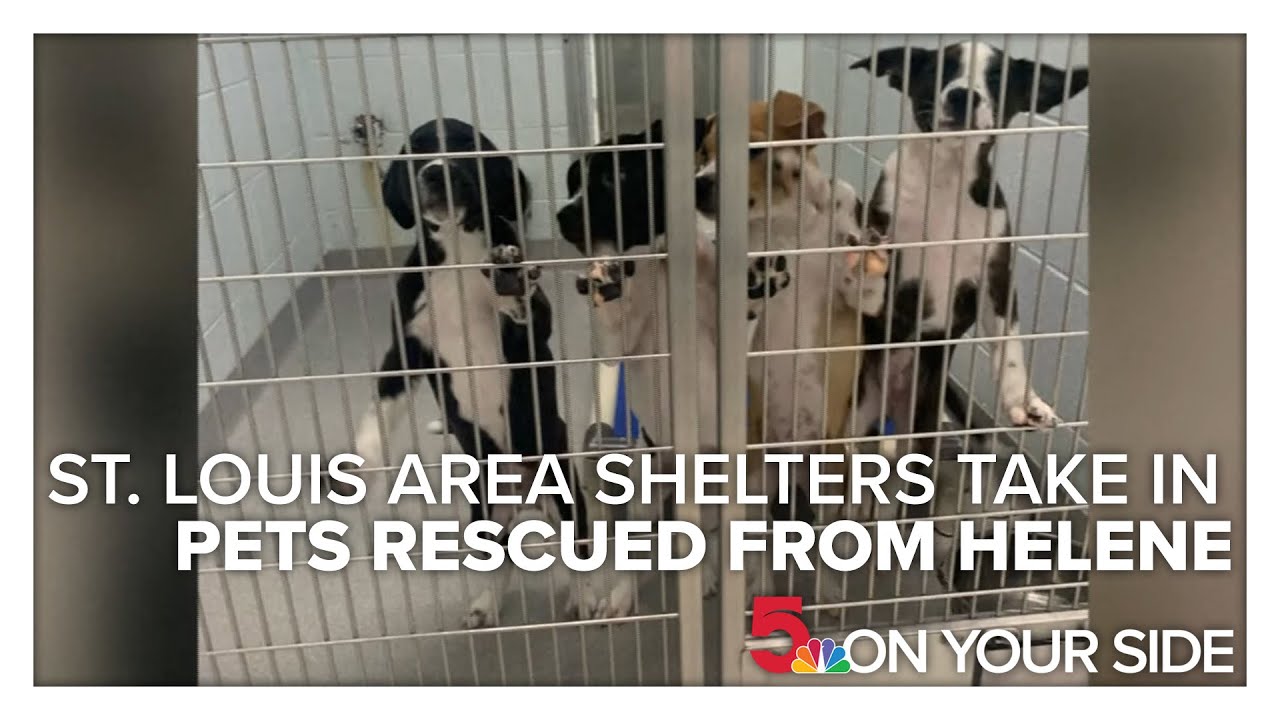 Local animal shelters helping rescue pets coming from Helene - YouTube