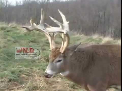 Jackie Bushman Aka The Buckmaster Hunts A Giant Whitetails Bucks At ...